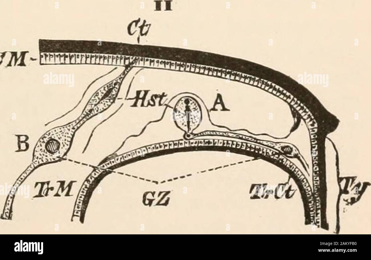 Tympanal organ hi-res stock photography and images - Alamy