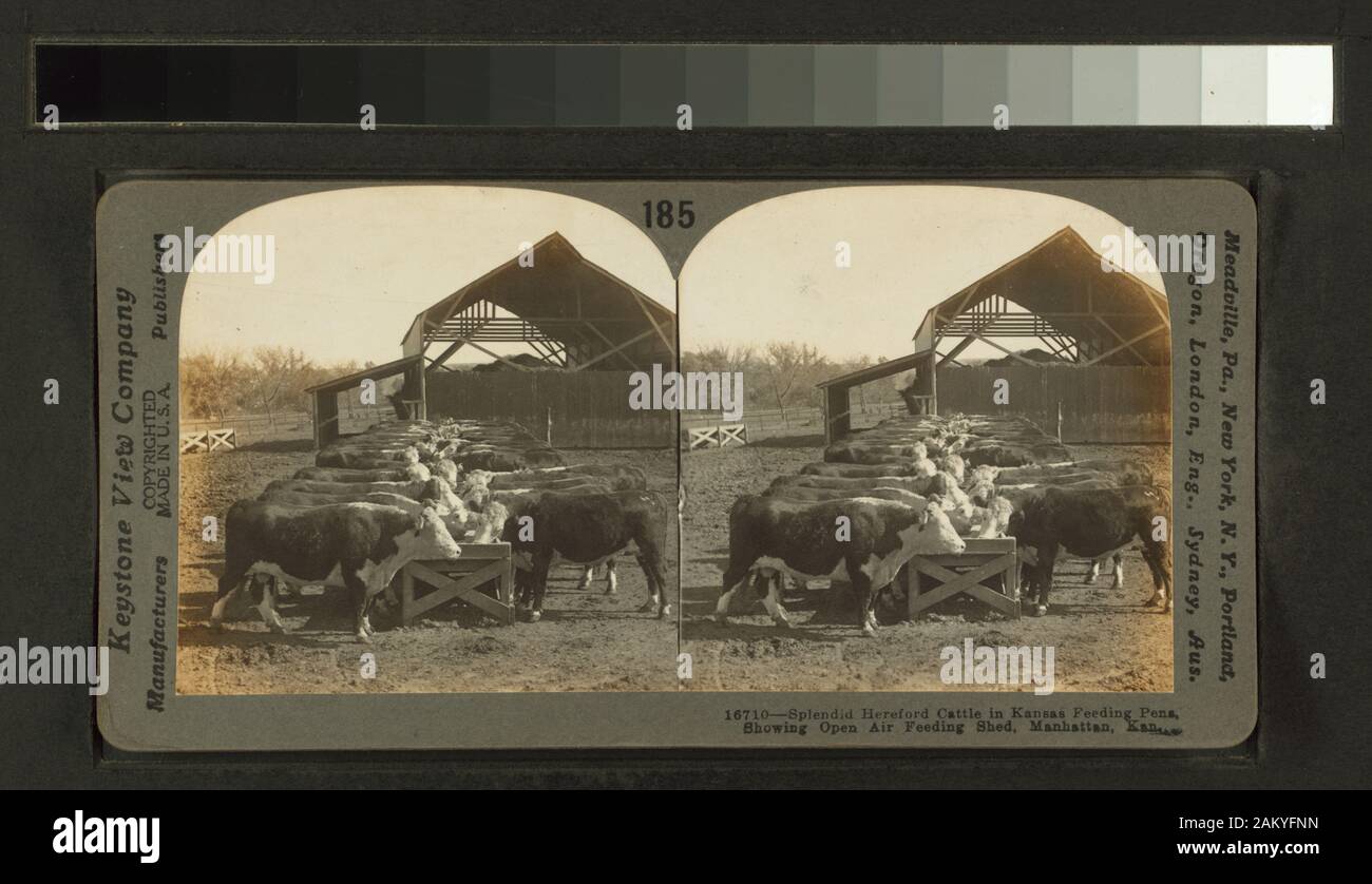 Splendid hereford cattle in Kansas feeding pens showing open air ...