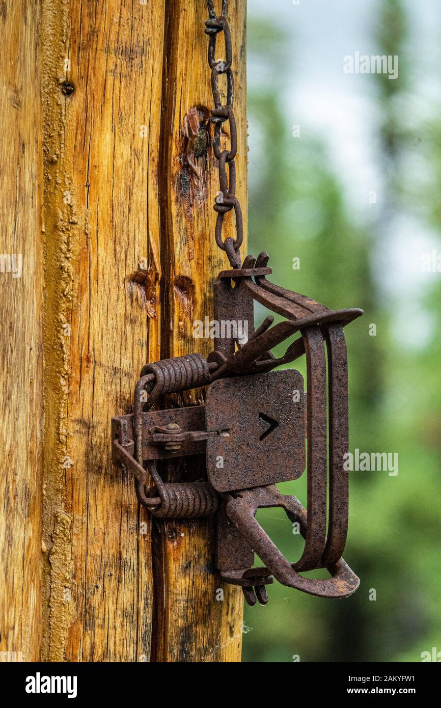 Old and rusty hunting trap hanging on a wall, Alaska Stock Photo - Alamy