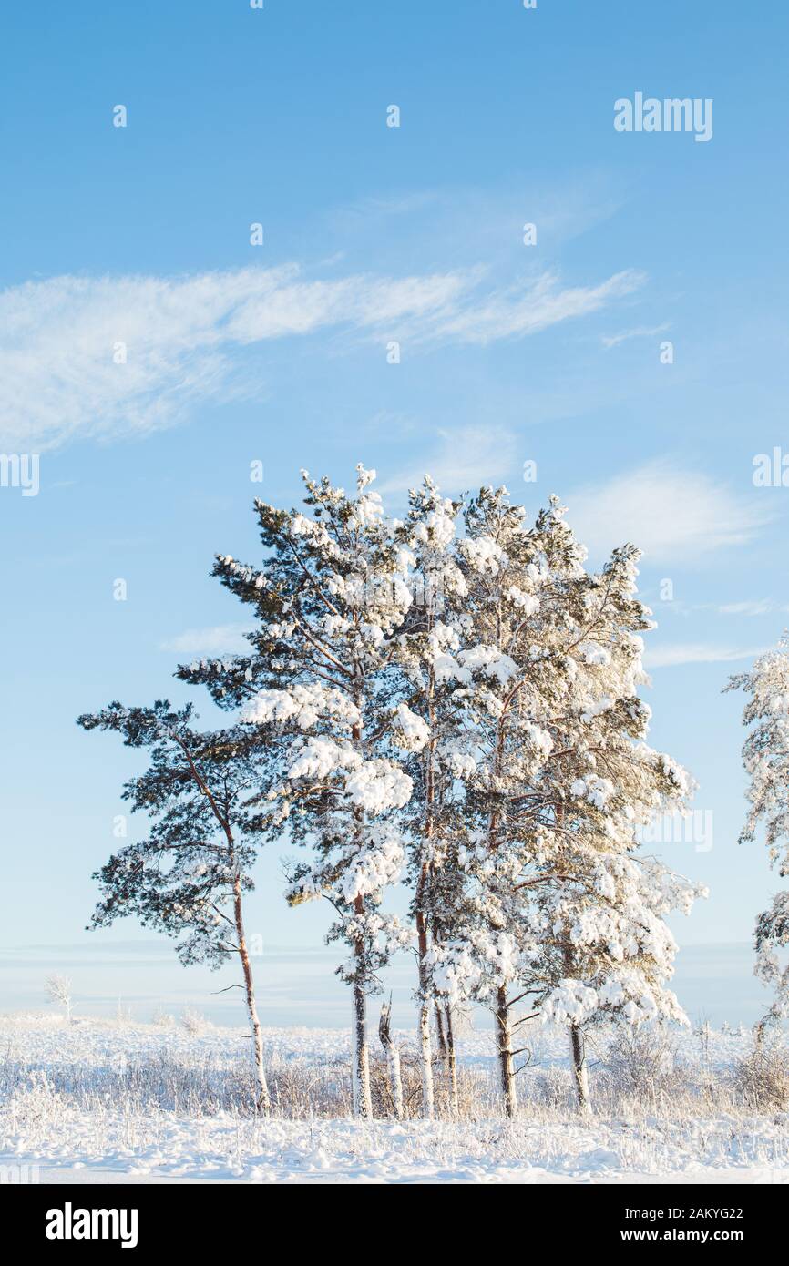 Beautiful snow firs in the sun. Russian winter Stock Photo - Alamy
