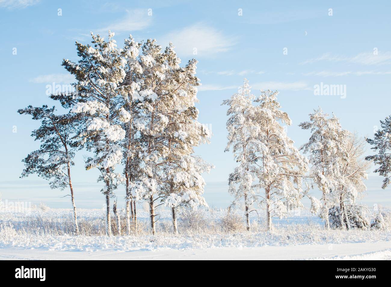 Beautiful snow firs in the sun. Russian winter Stock Photo - Alamy