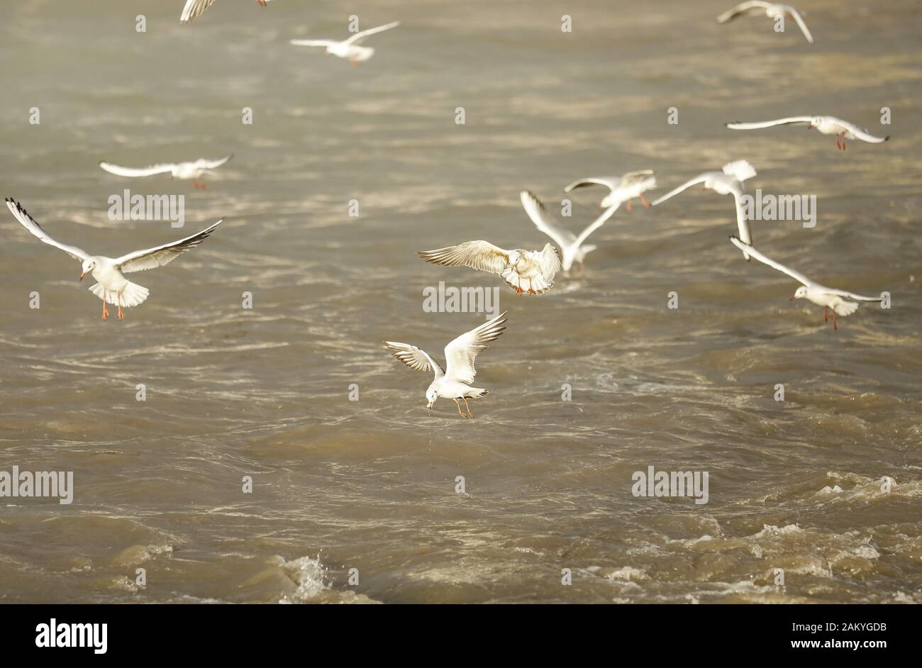 Gaza City, The Gaza Strip, Palestine. 9th Jan, 2020. Birds fly over the ...