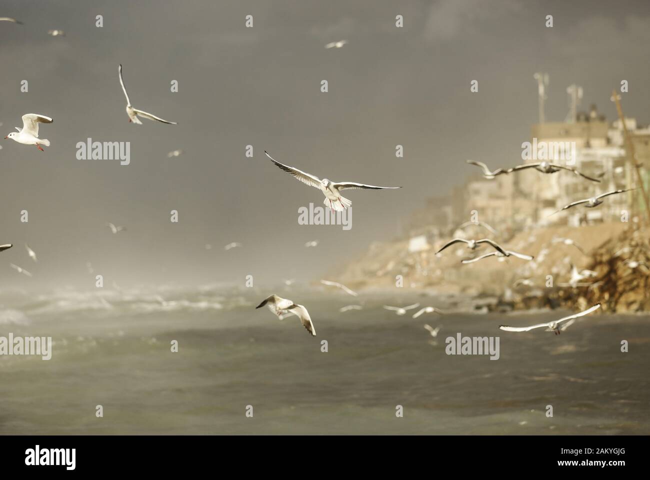 Gaza City, The Gaza Strip, Palestine. 9th Jan, 2020. Birds fly over the ...