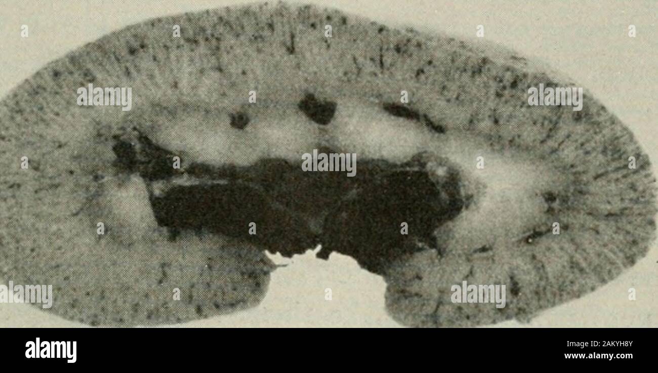 Diseases of swine, with particluar reference to hog-cholera . od, with ...