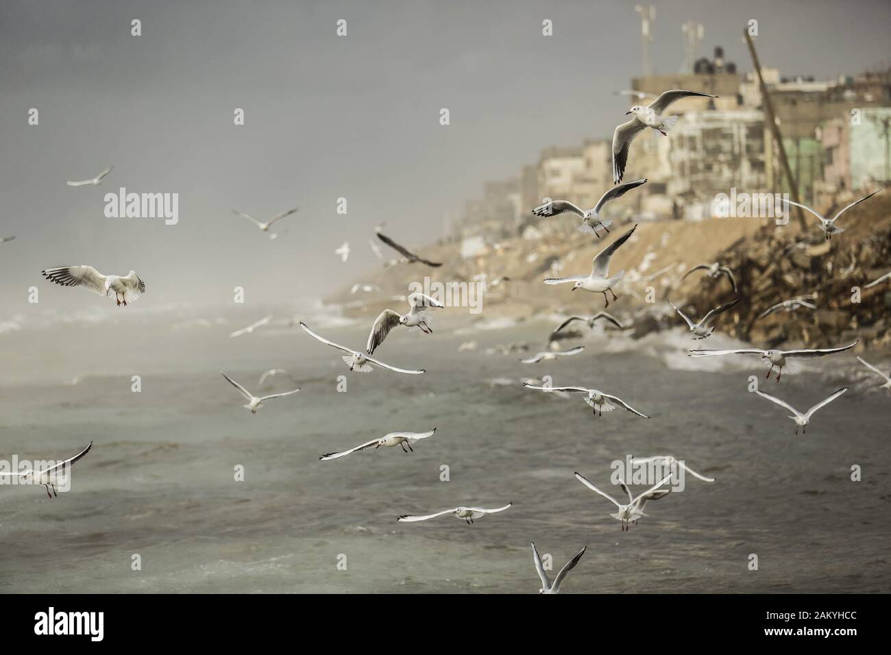 January 9, 2020, Gaza City, The Gaza Strip, Palestine: Birds fly over ...