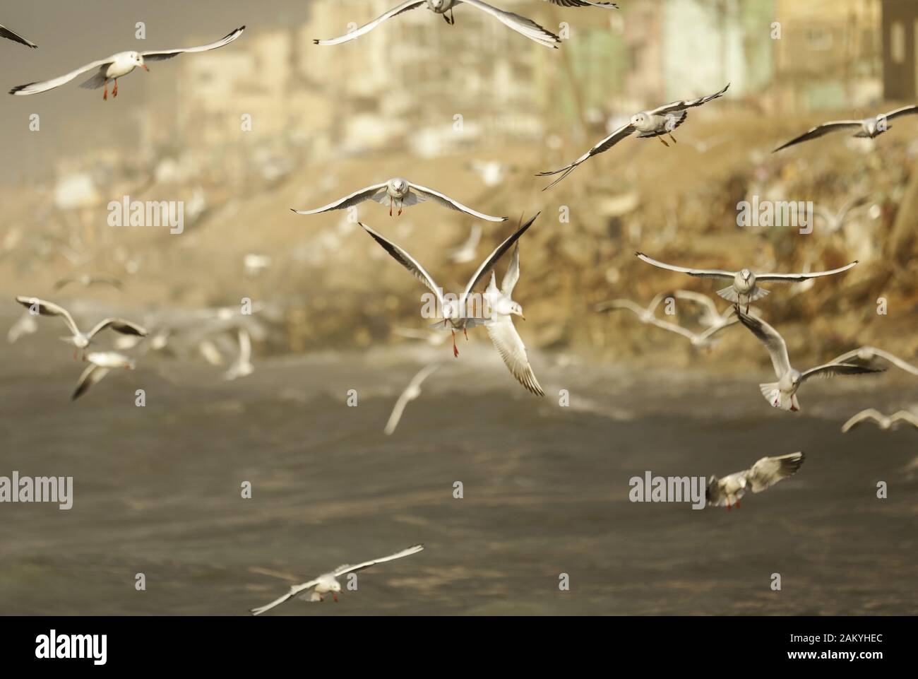 January 9, 2020, Gaza City, The Gaza Strip, Palestine: Birds fly over ...