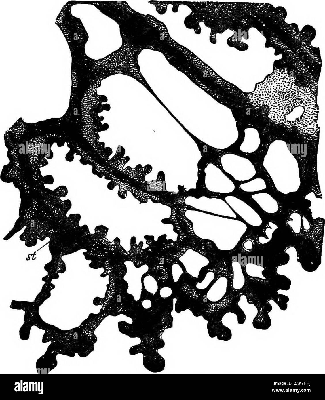 Slime moulds Black and White Stock Photos & Images - Alamy