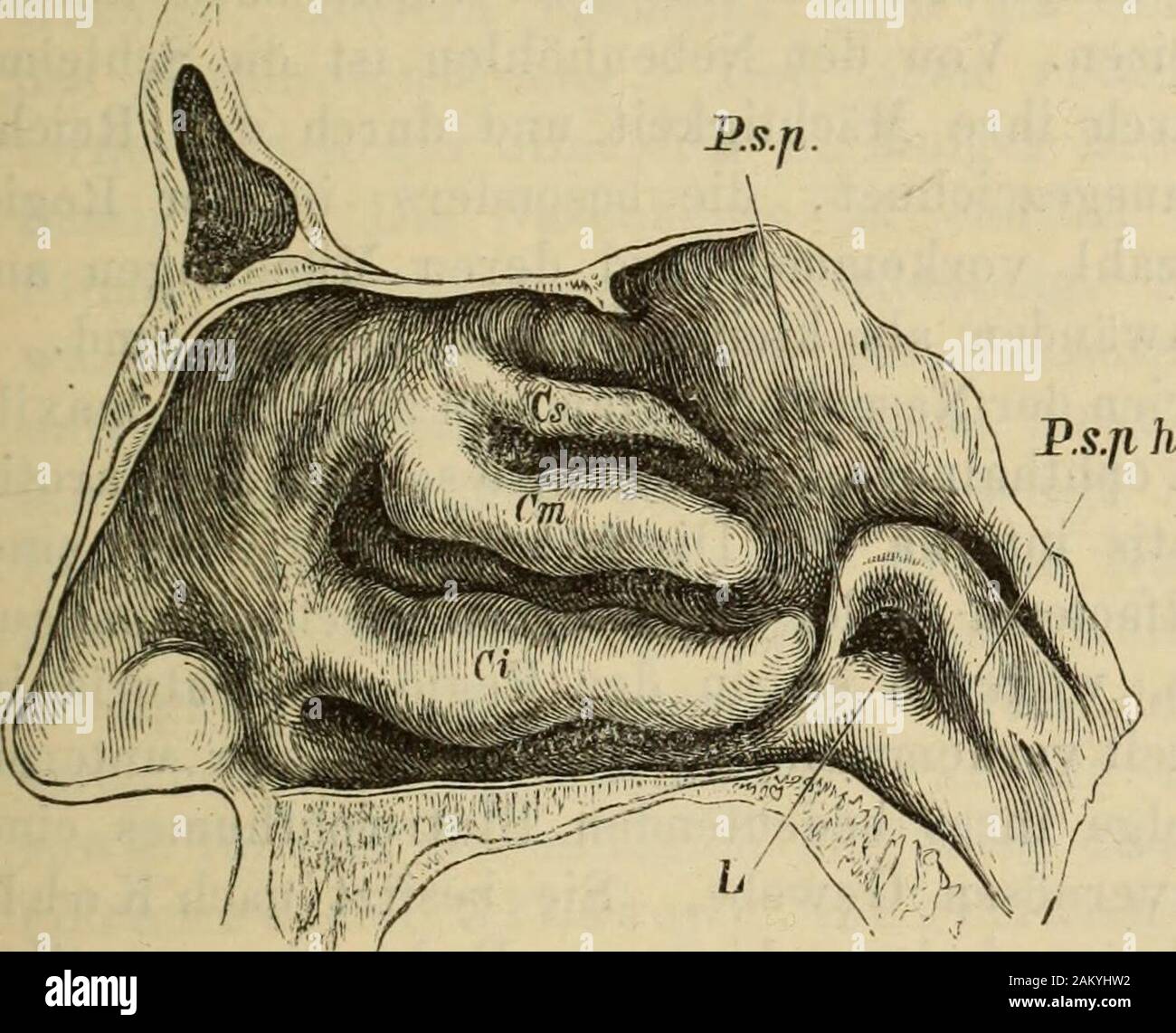 Naseneingang hi-res stock photography and images - Alamy