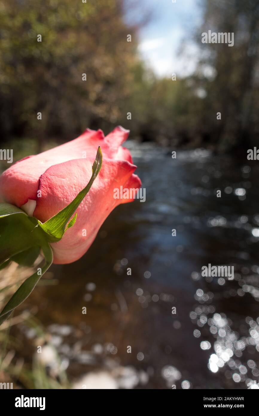 Closeup of beautiful closed wild pink rose with blurred river and trees ...