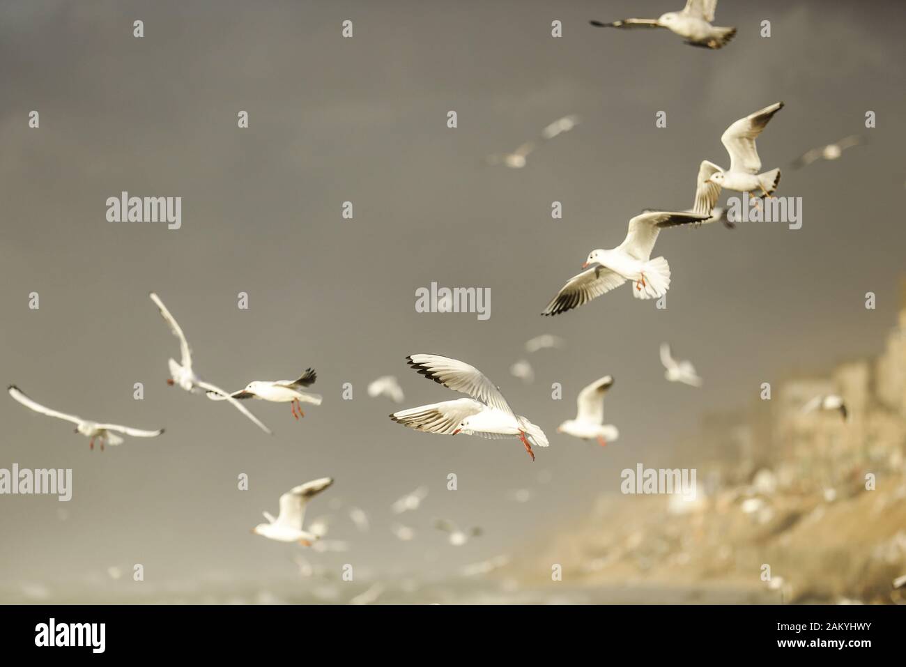 January 9, 2020, Gaza City, The Gaza Strip, Palestine: Birds fly over ...