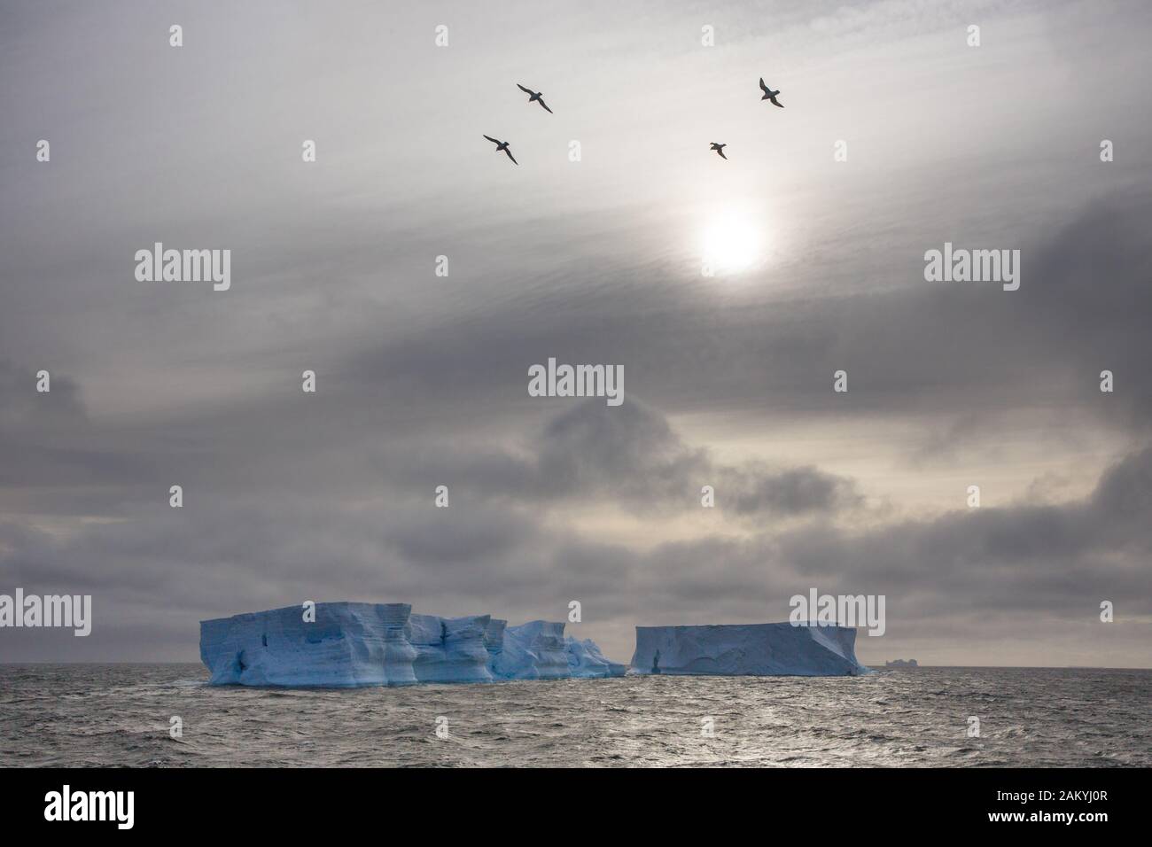 Iceberg with birds flying overhead, Antarctica Stock Photo - Alamy
