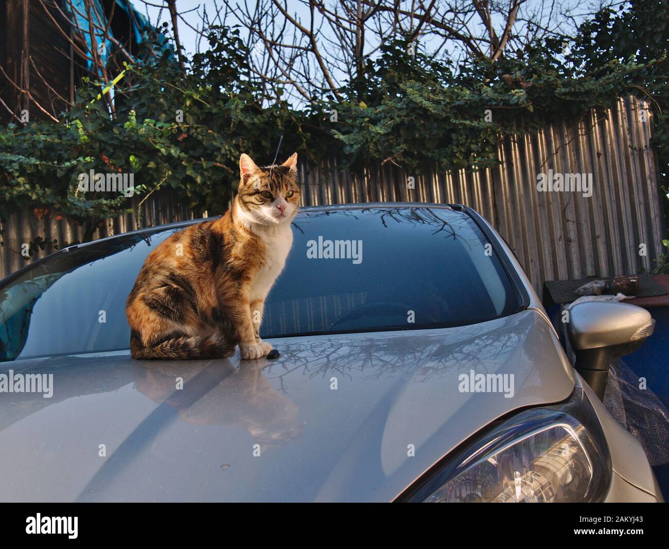 Car Cat High Resolution Stock Photography and Images - Alamy