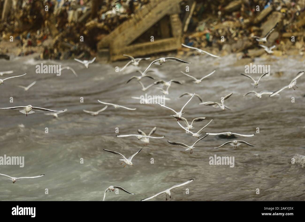 January 9, 2020, Gaza City, The Gaza Strip, Palestine: Birds fly over ...