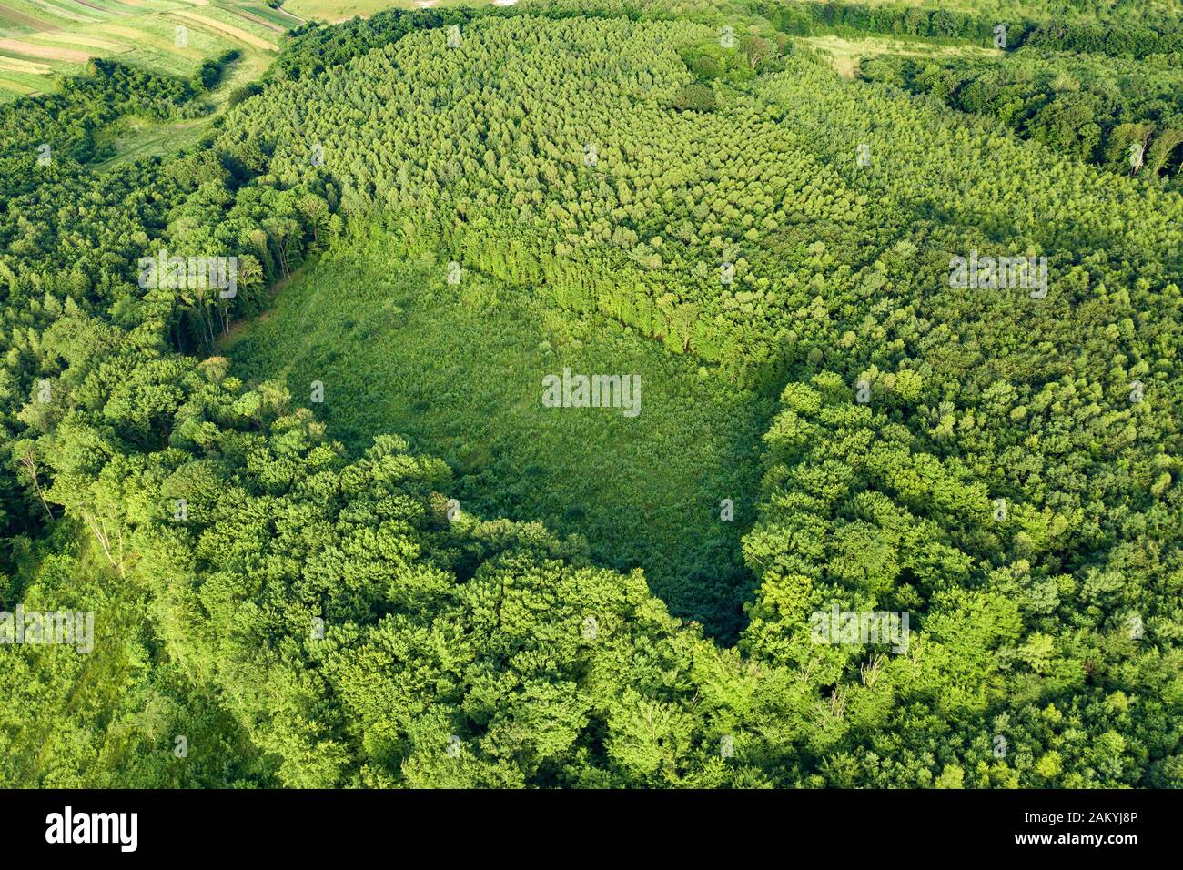 Top down aerial view of green summer forest with large area of cut down ...