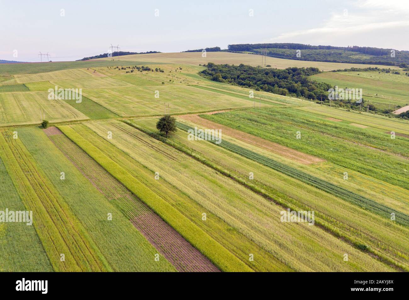 Aerial view of green agriculture fields in spring with fresh vegetation ...