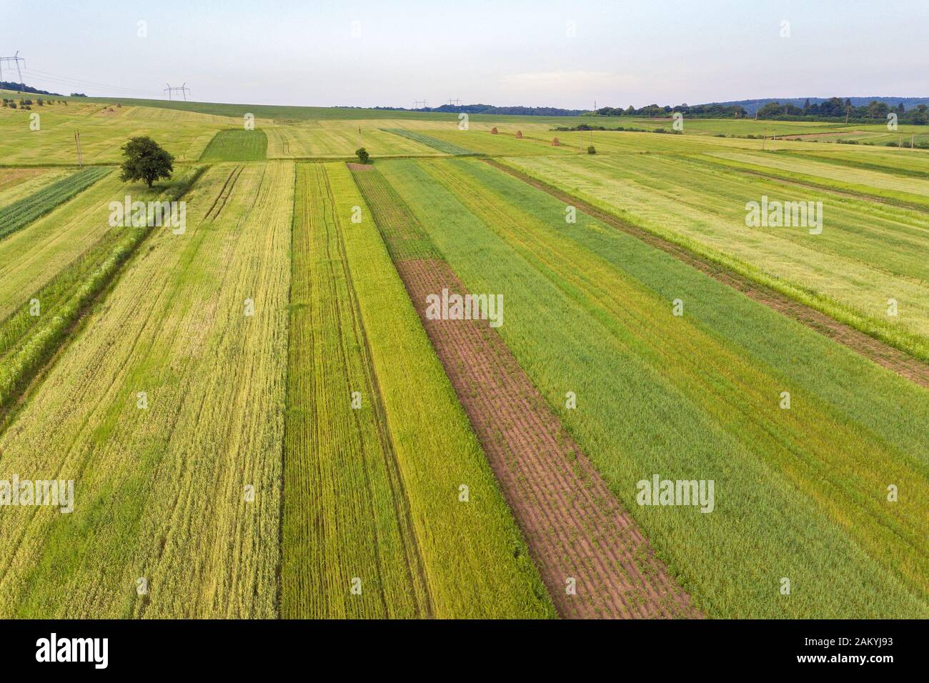 Aerial view of green agriculture fields in spring with fresh vegetation ...