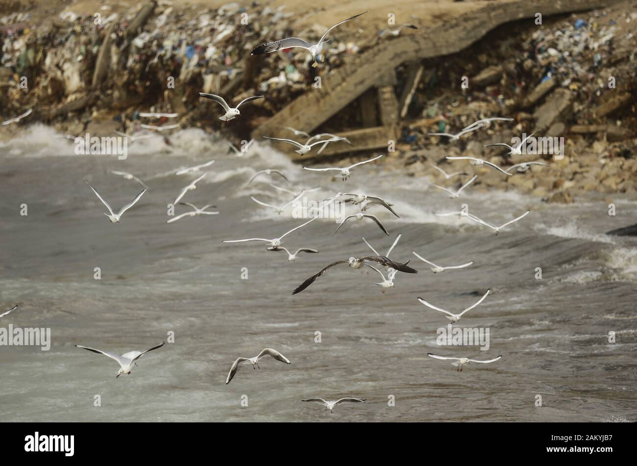 January 9, 2020, Gaza City, The Gaza Strip, Palestine: Birds fly over ...