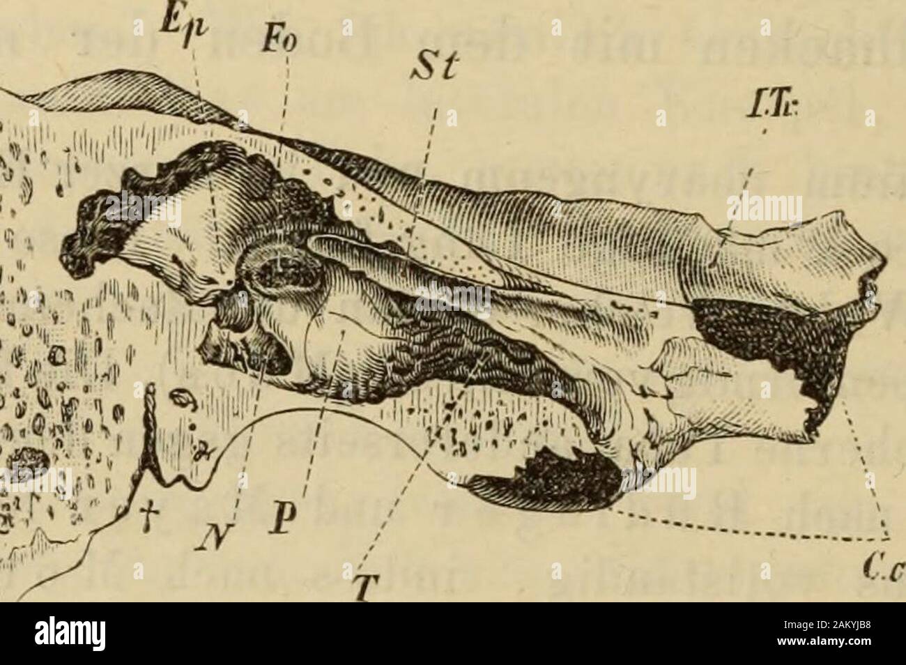 Lehrbuch der Ohrenheilkunde . uba stets Becherzellen. Mucosa. Drüsen ...