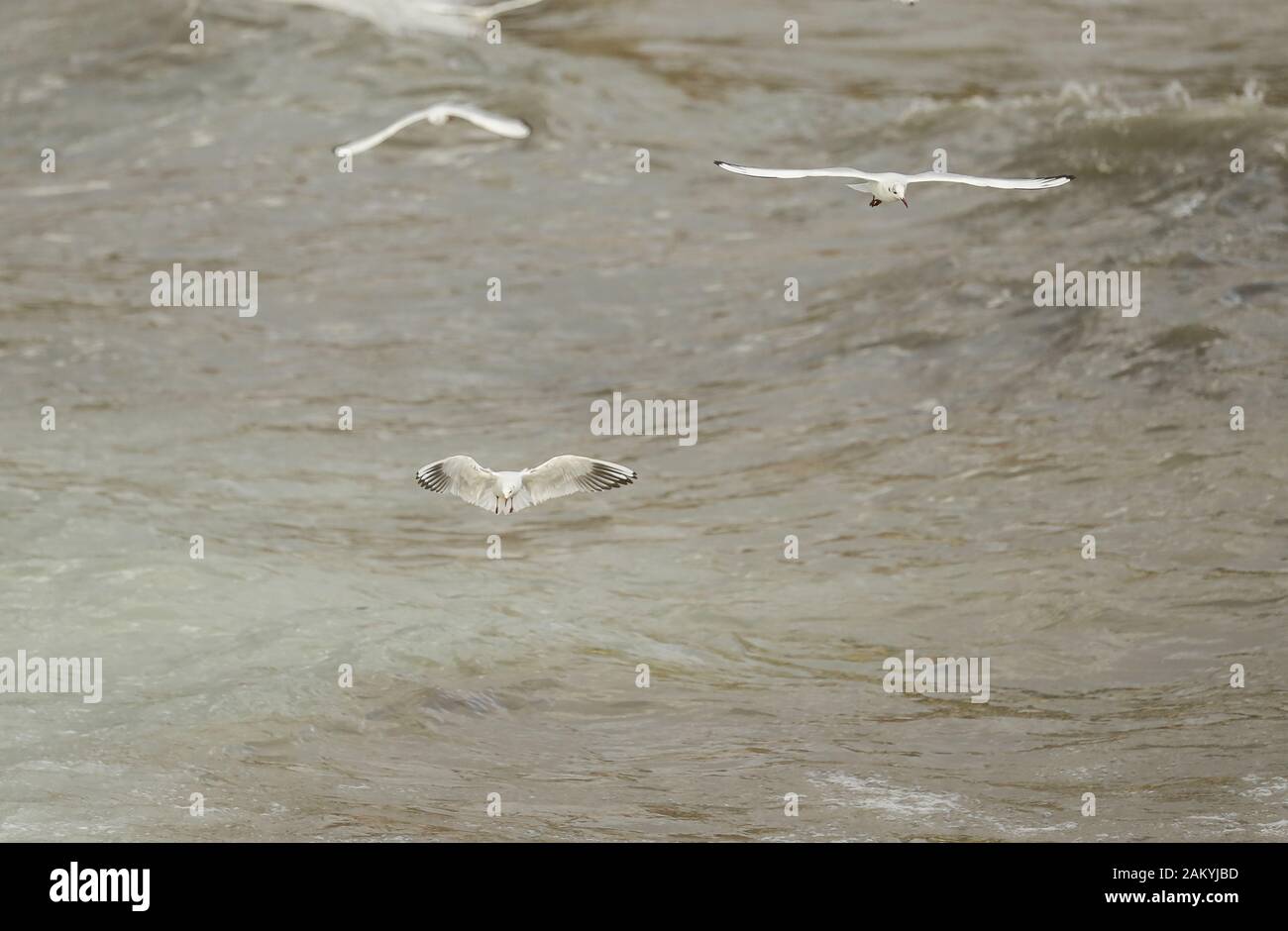 January 9, 2020, Gaza City, The Gaza Strip, Palestine: Birds fly over ...