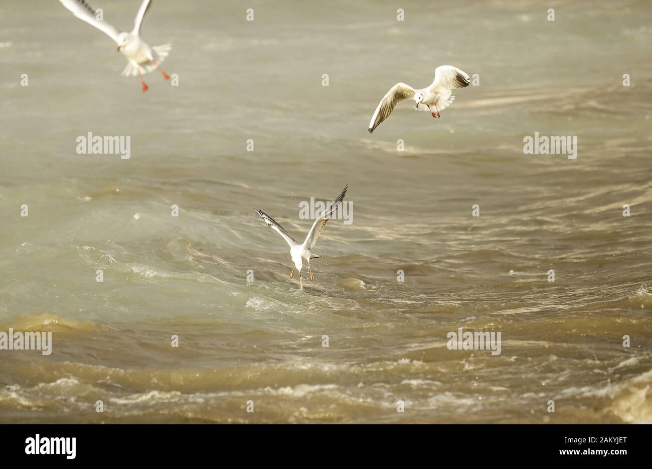 January 9, 2020, Gaza City, The Gaza Strip, Palestine: Birds fly over ...