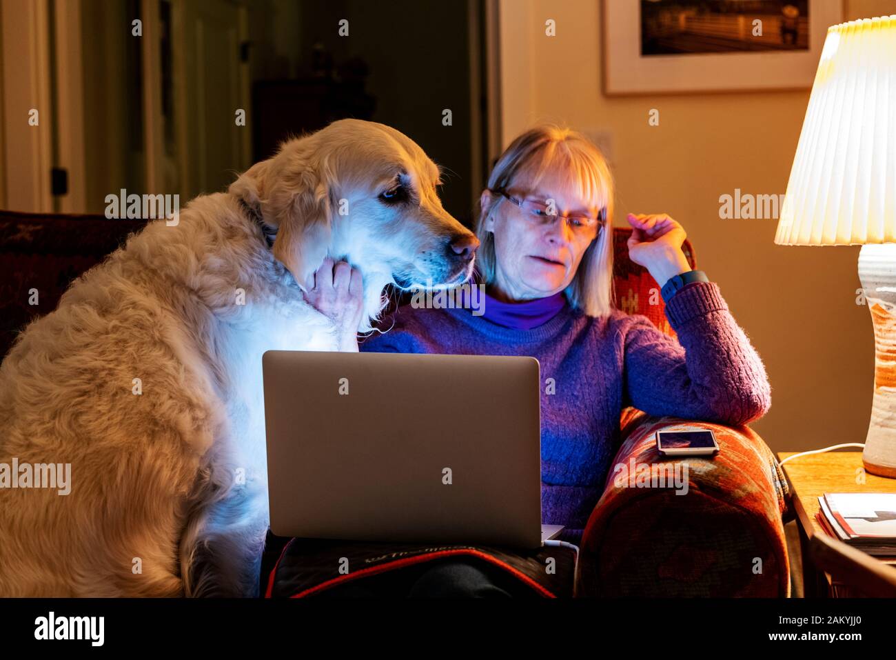 Platinum color Golden Retriever dog with woman reading on laptop ...