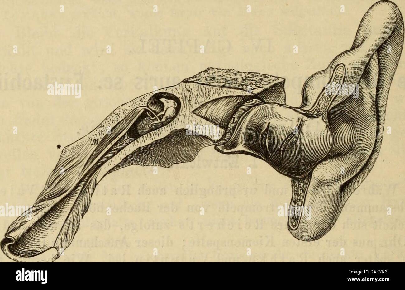 Eustachii hi-res stock photography and images - Alamy