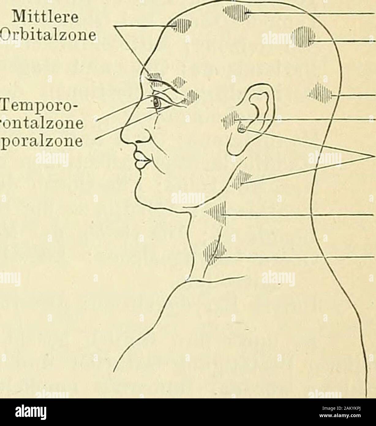 Hals organe hi-res stock photography and images - Alamy