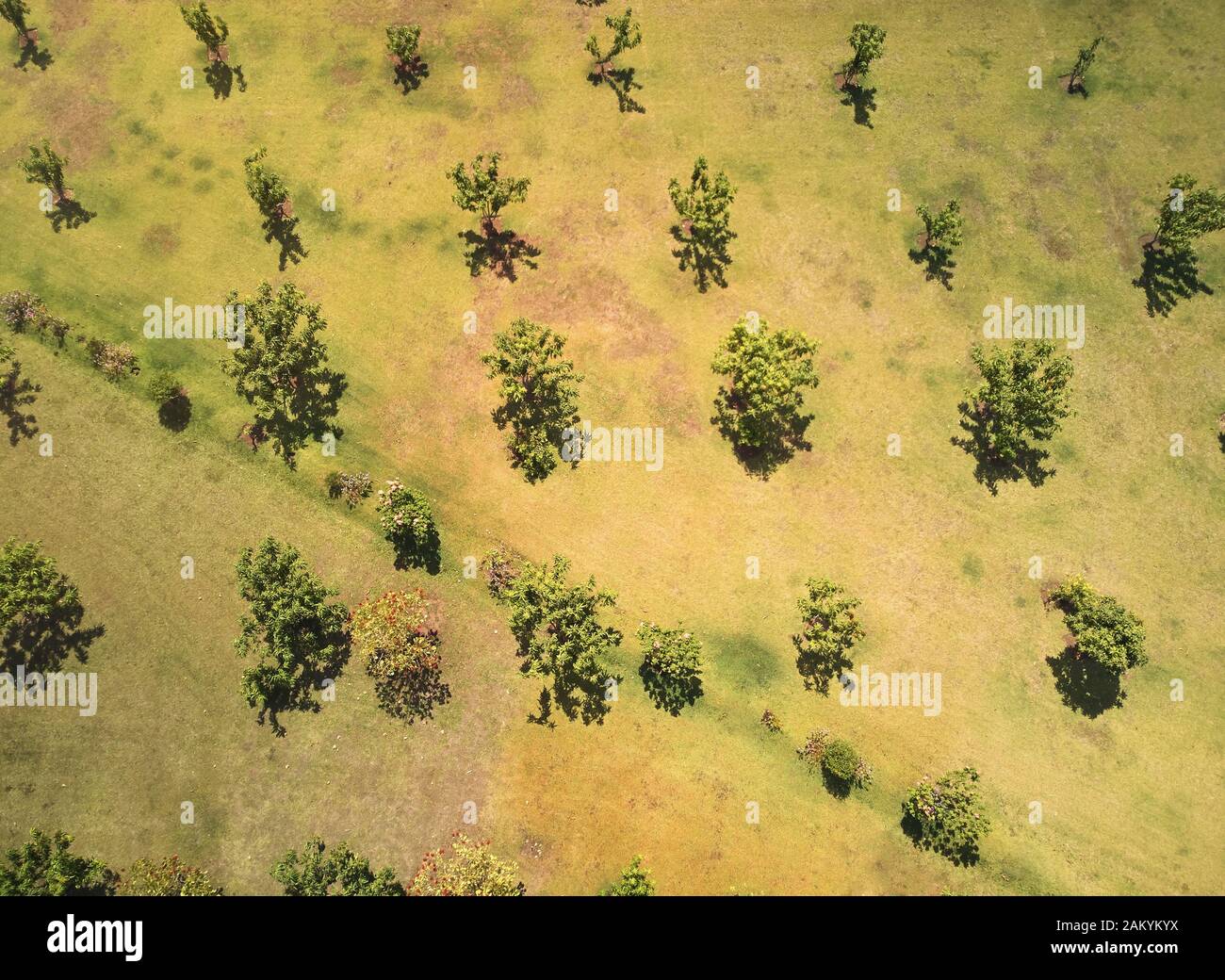 Green summer field with small trees above top view Stock Photo - Alamy