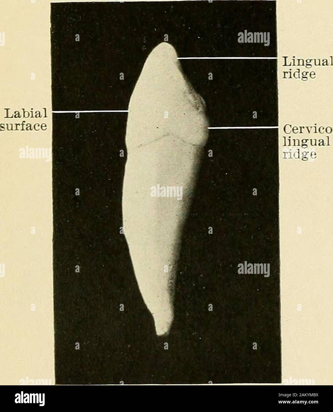 Principles and practice of operative dentistry . Fig. 29. -Inferior ...