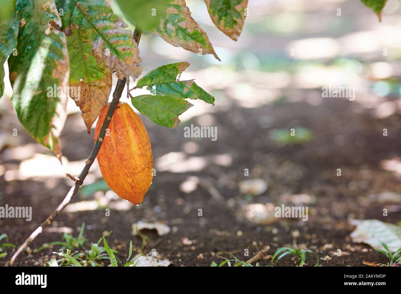 One orange color cocoa pod close up view Stock Photo - Alamy