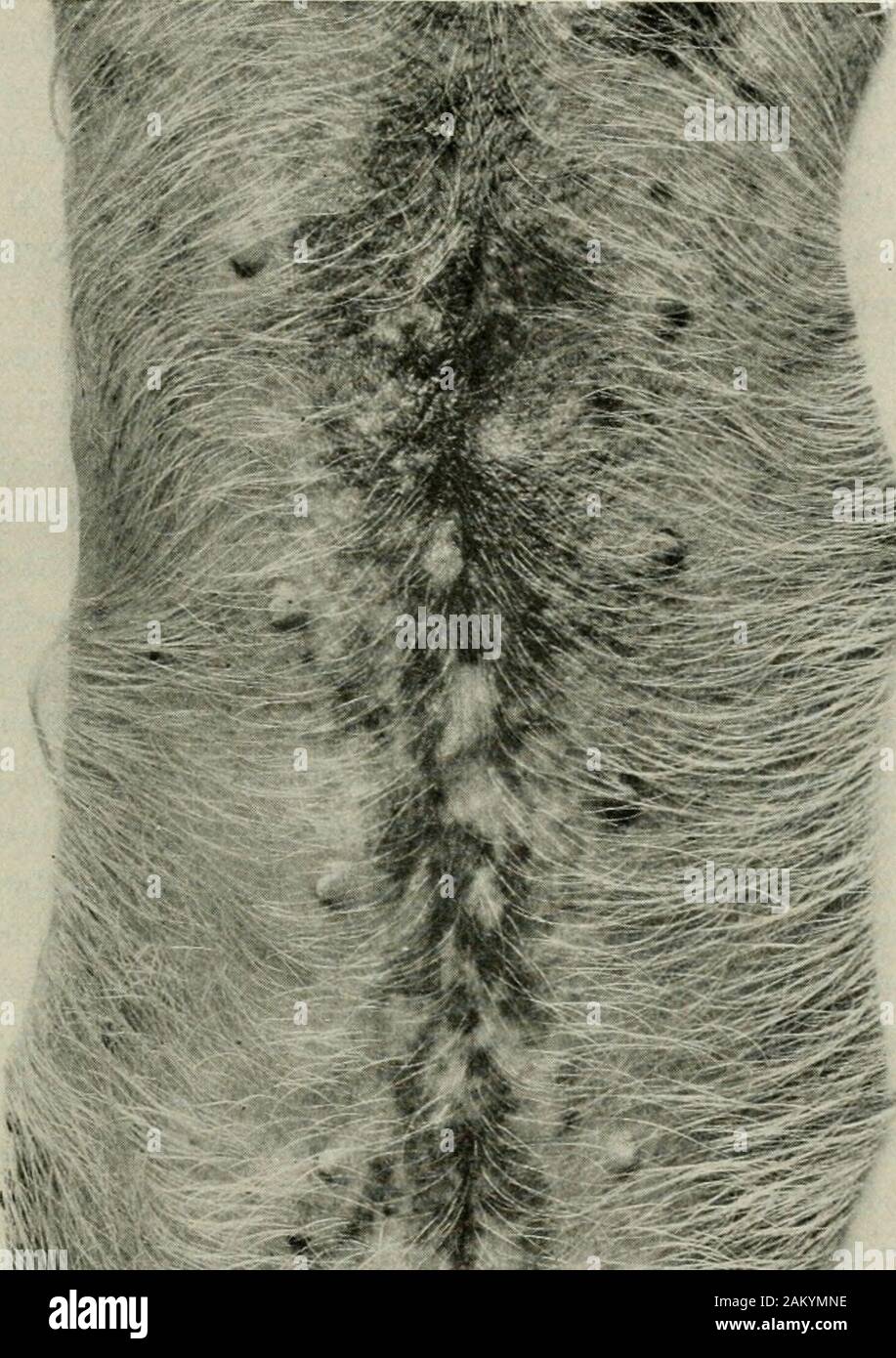 Diseases of swine, with particluar reference to hog-cholera . and then ...