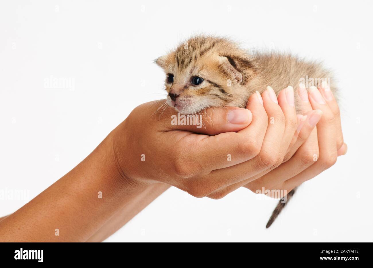 Cat cub on human palm isolated on white background Stock Photo - Alamy