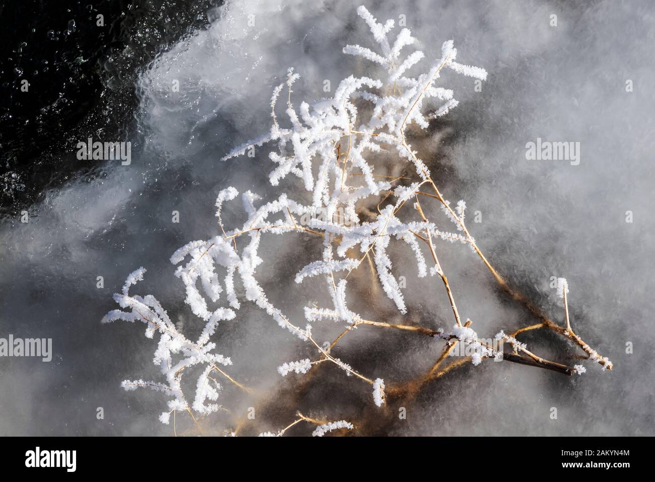 Ice & frosted twigs on the South Arkansas River; Salida; Colorado; USA ...