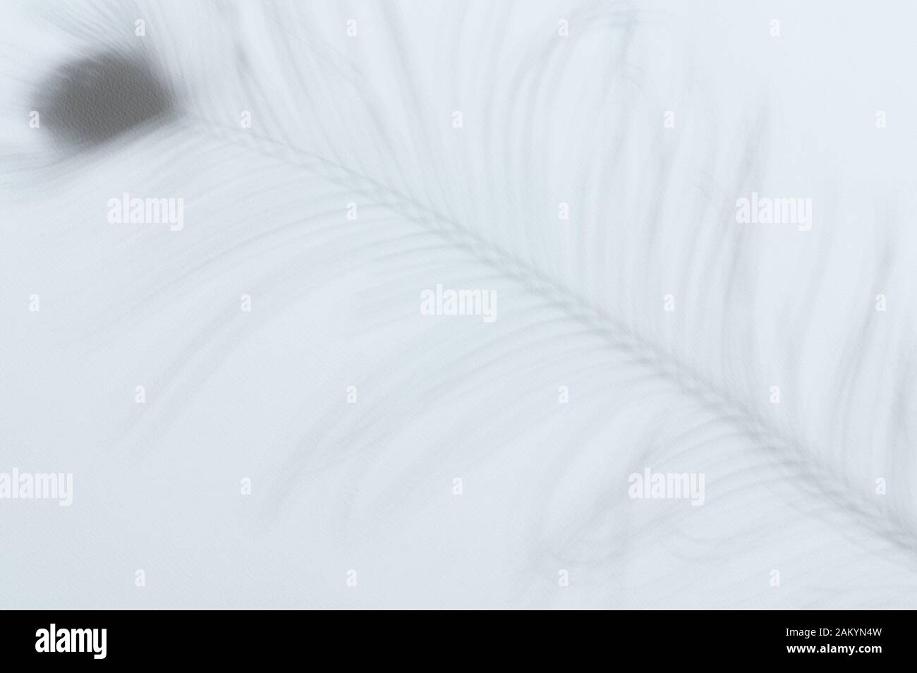 Shadow of long feather on white wall background Stock Photo - Alamy
