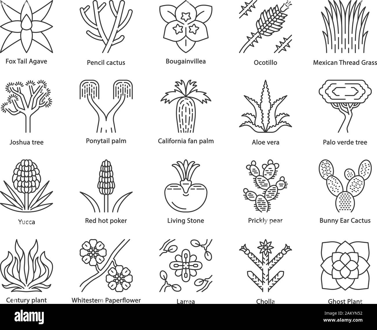 Desert plants linear icons set. Exotic flora. California desert cacti ...