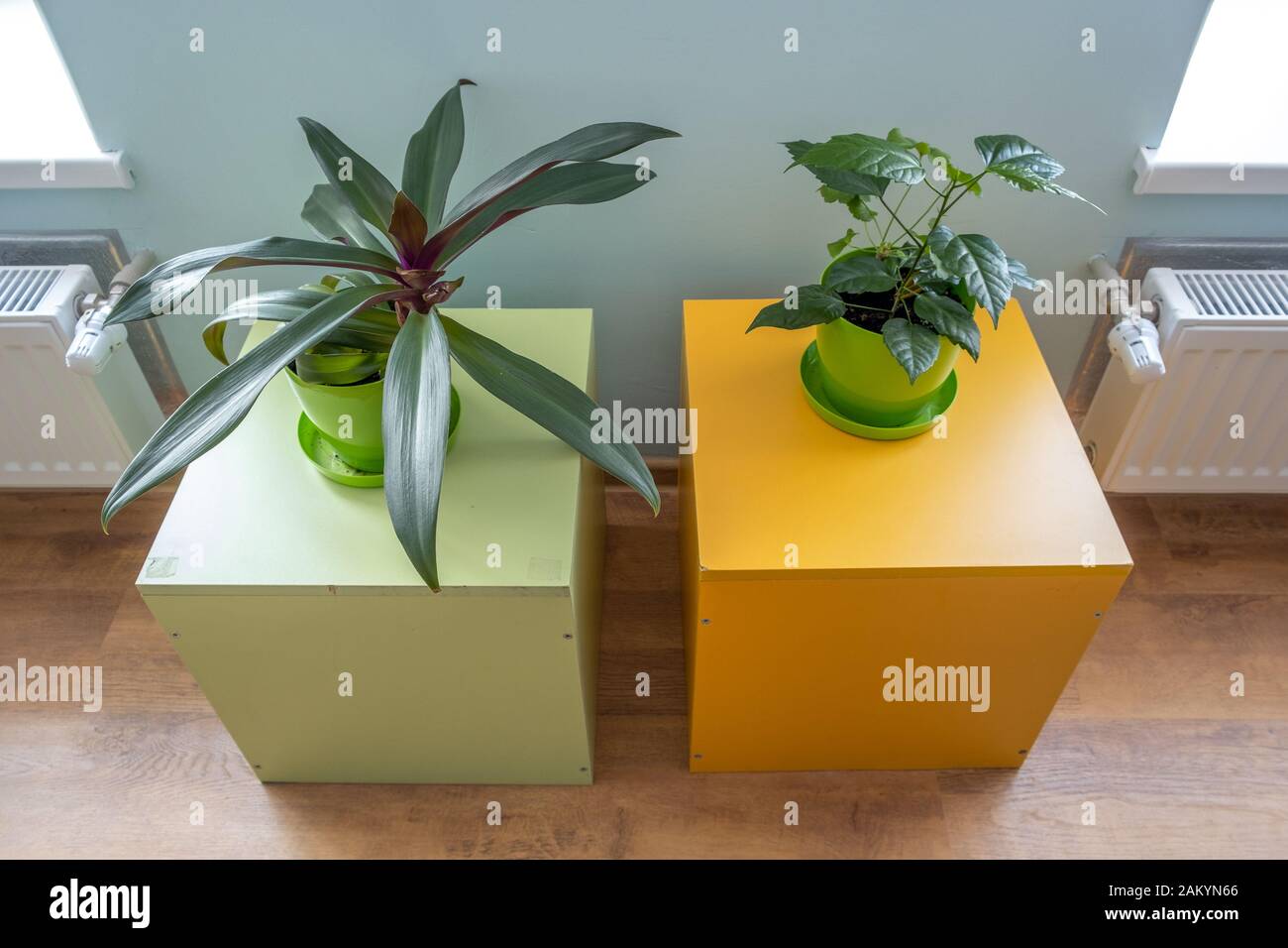 Green house plants growing in pots inside a room near the heating ...
