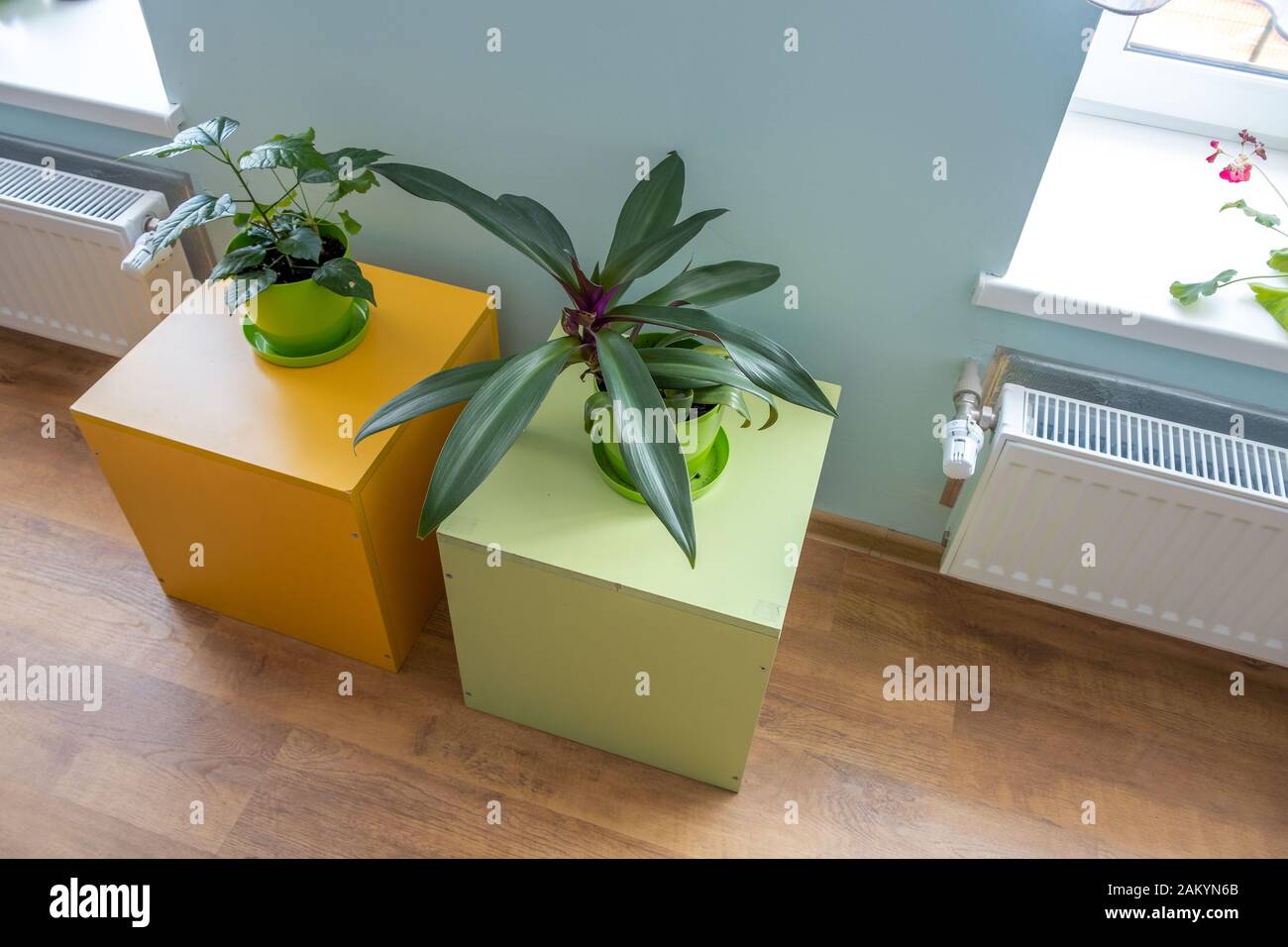 Green house plants growing in pots inside a room near the heating ...