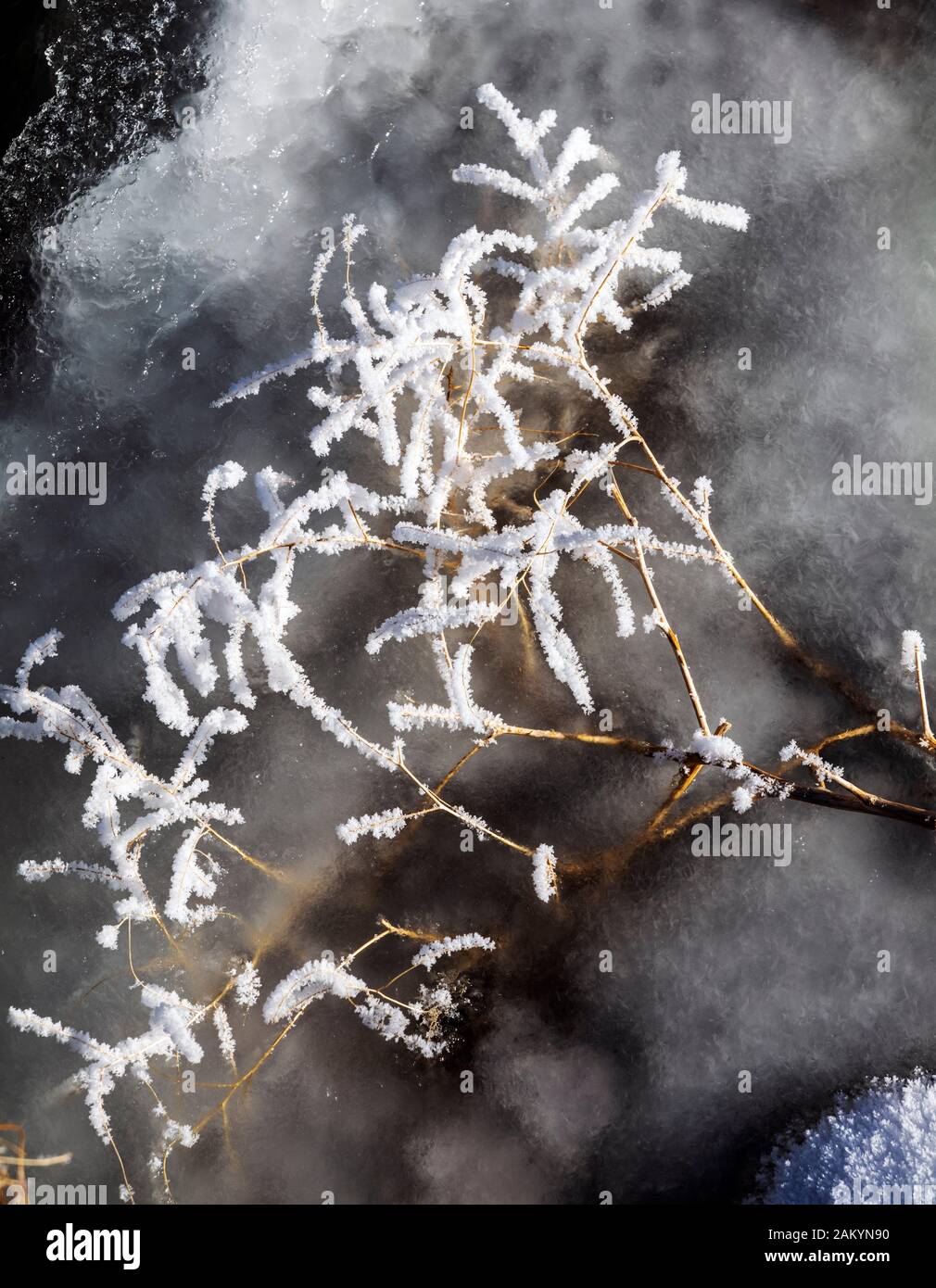 Ice & frosted twigs on the South Arkansas River; Salida; Colorado; USA ...