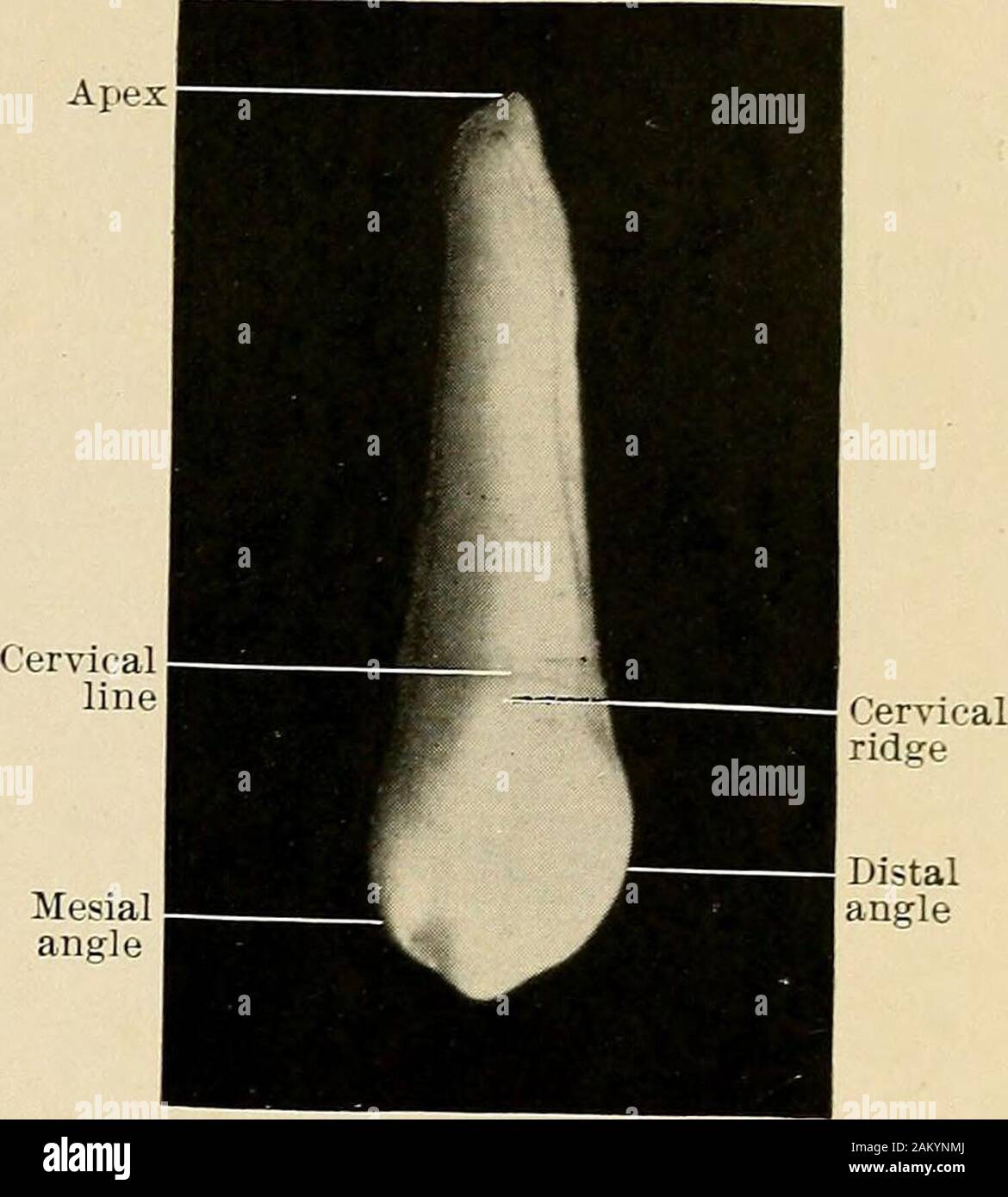 Disto hi-res stock photography and images - Alamy