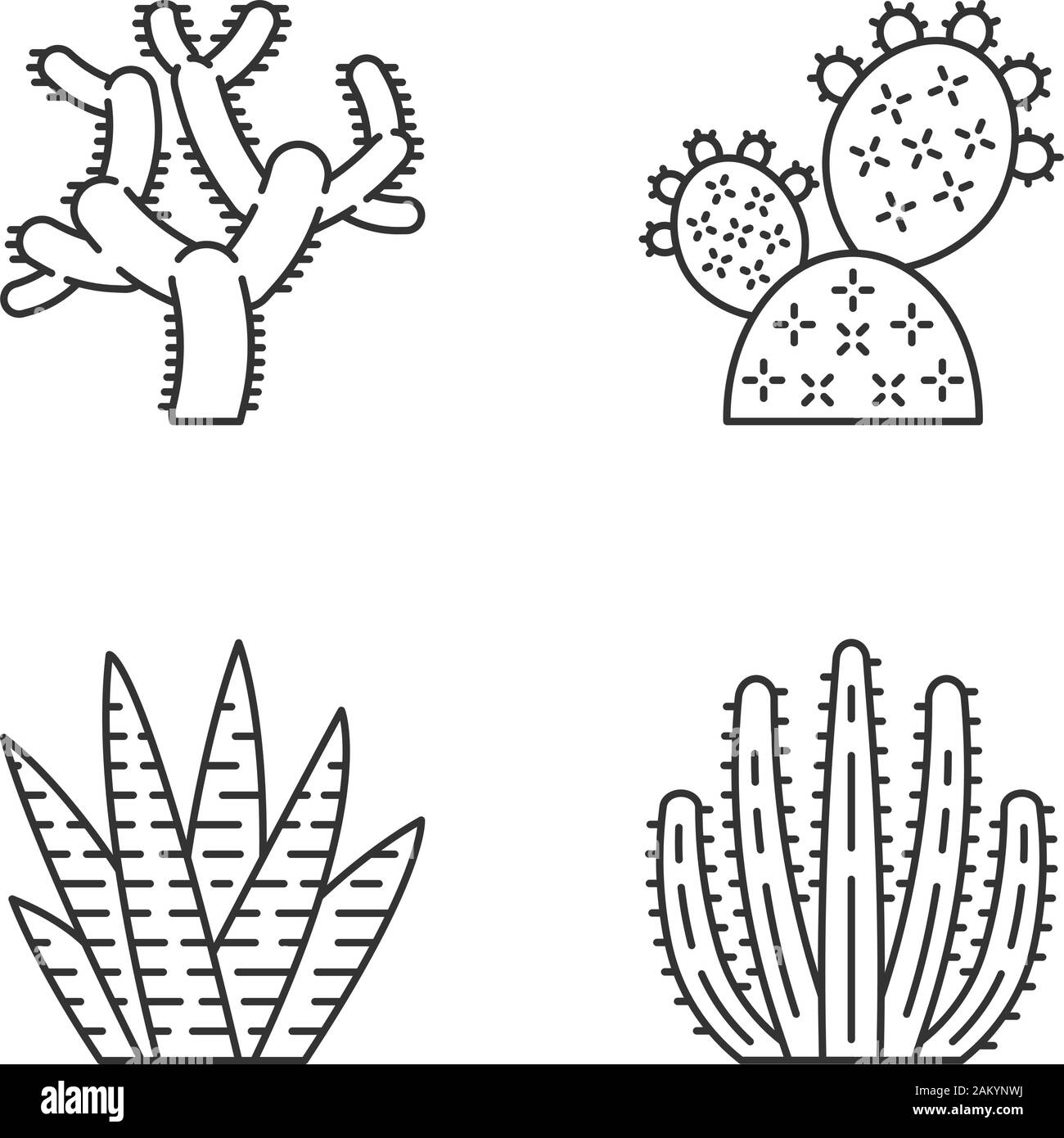 Mexican Drawings Chola