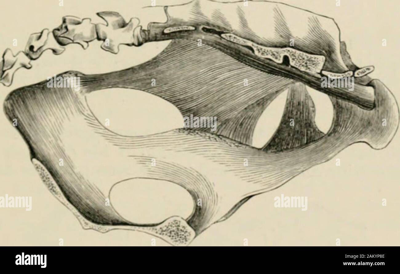 A text-book of veterinary obstetrics : including the diseases and ...