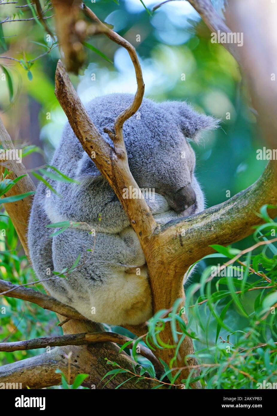 A koala sleeping on a eucalyptus gum tree in Australia Stock Photo - Alamy