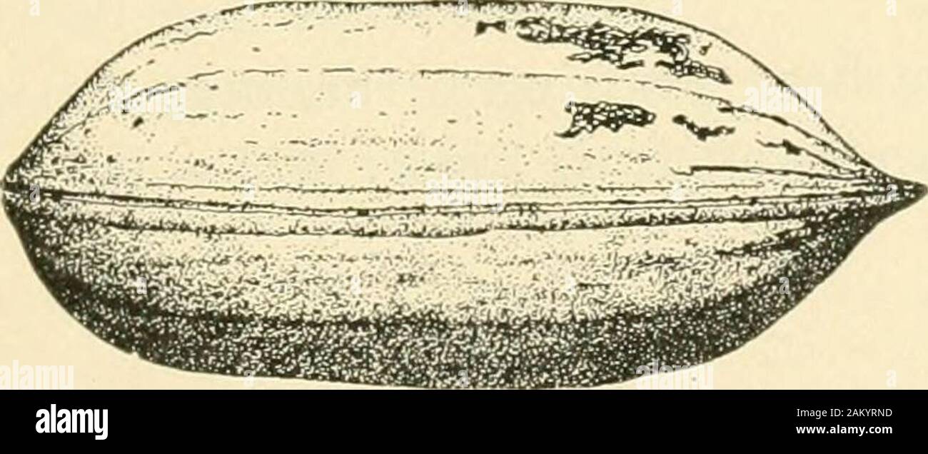 Van deman hi-res stock photography and images - Alamy