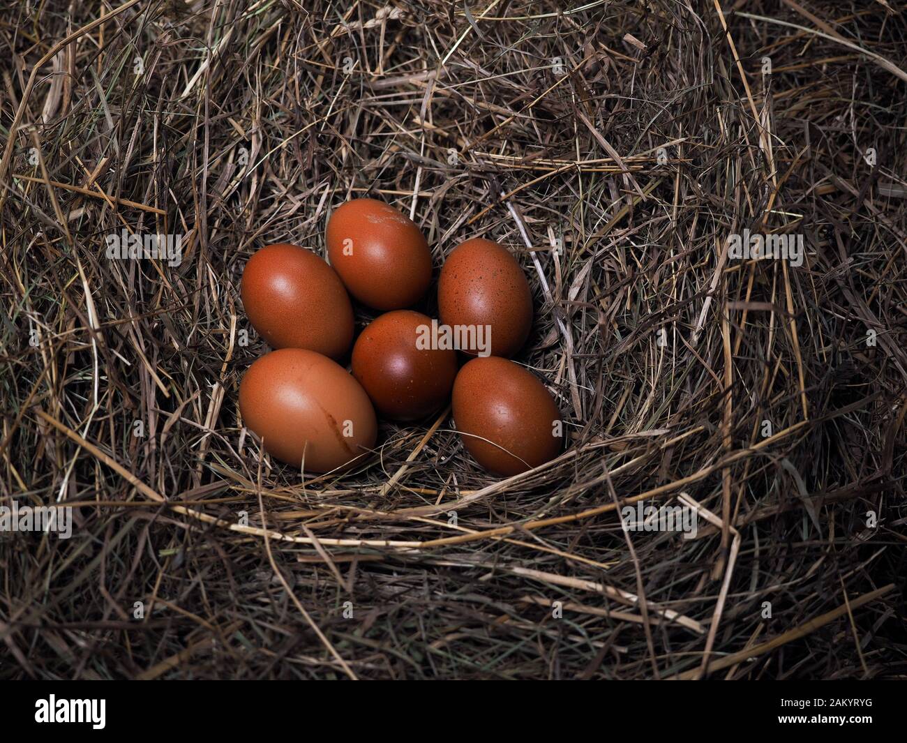 Dark Brown Chicken Eggs