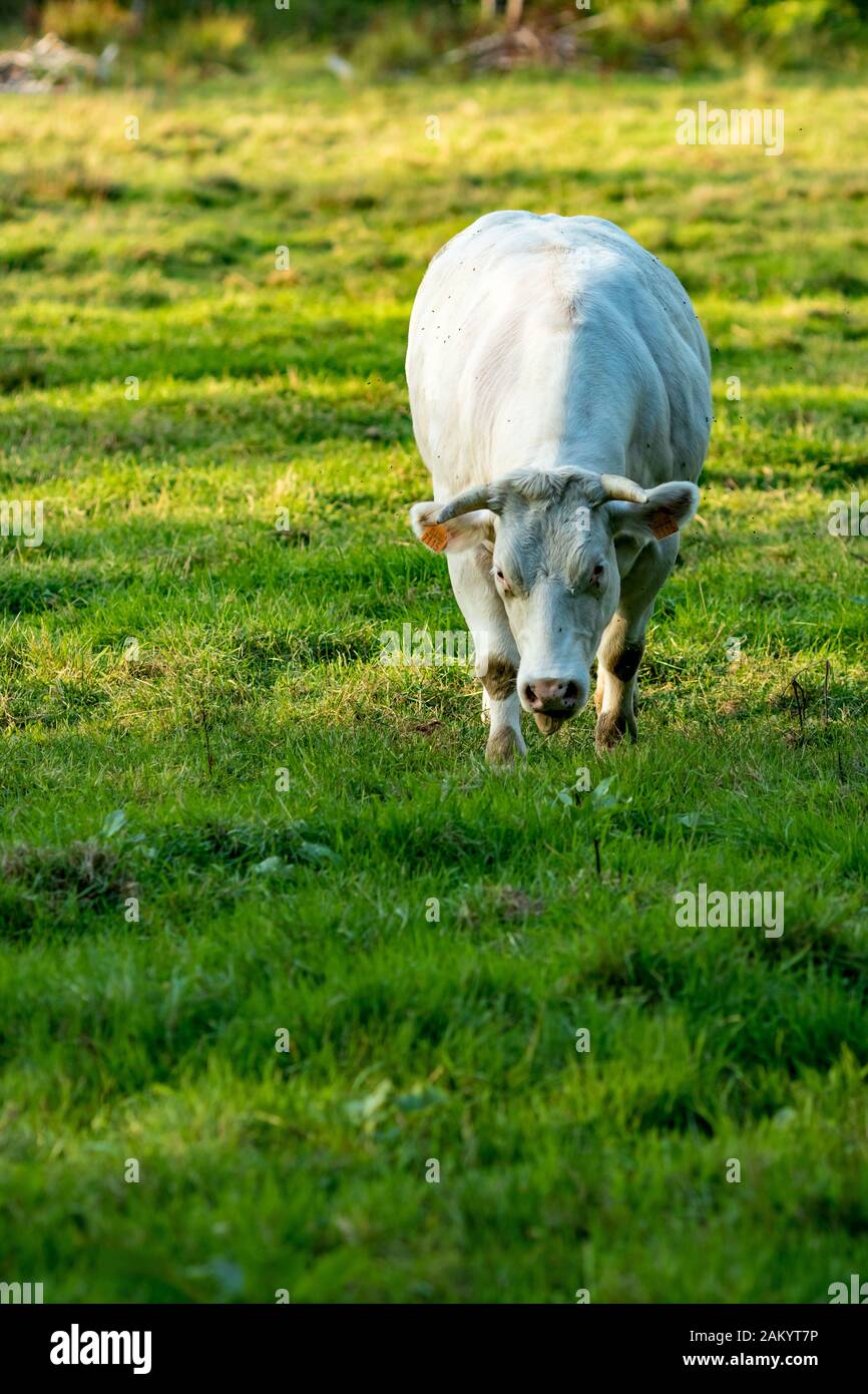 Belgian Blue Cow High Resolution Stock Photography and Images - Alamy