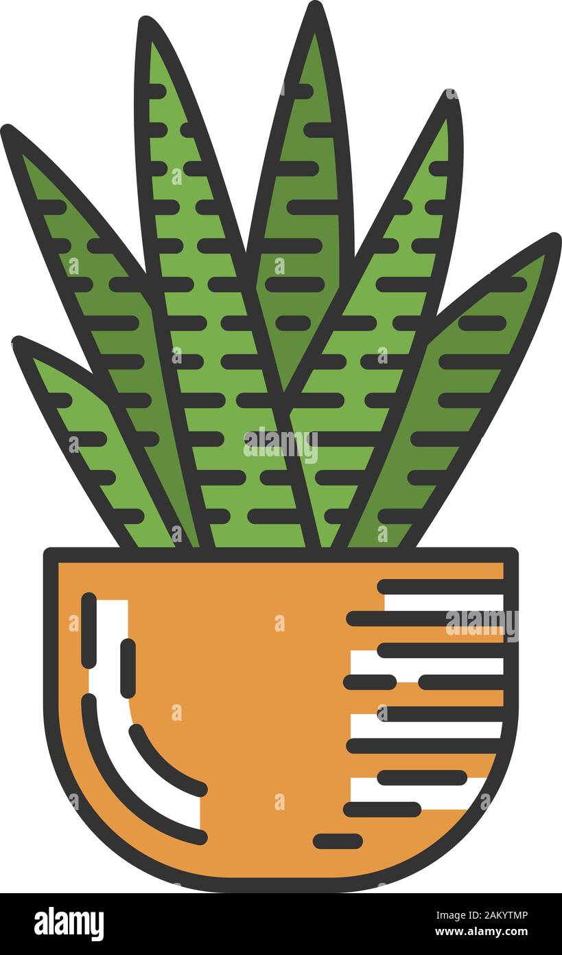 Zebra cactus in pot color icon. Haworthia. Small succulent plant. House ...