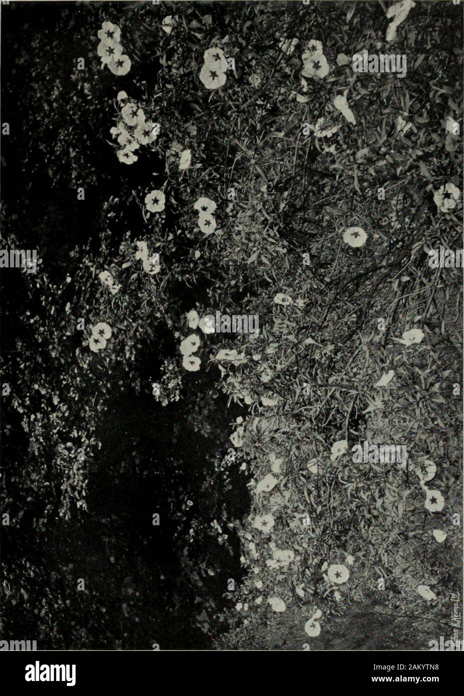 Raked stem hi-res stock photography and images - Alamy