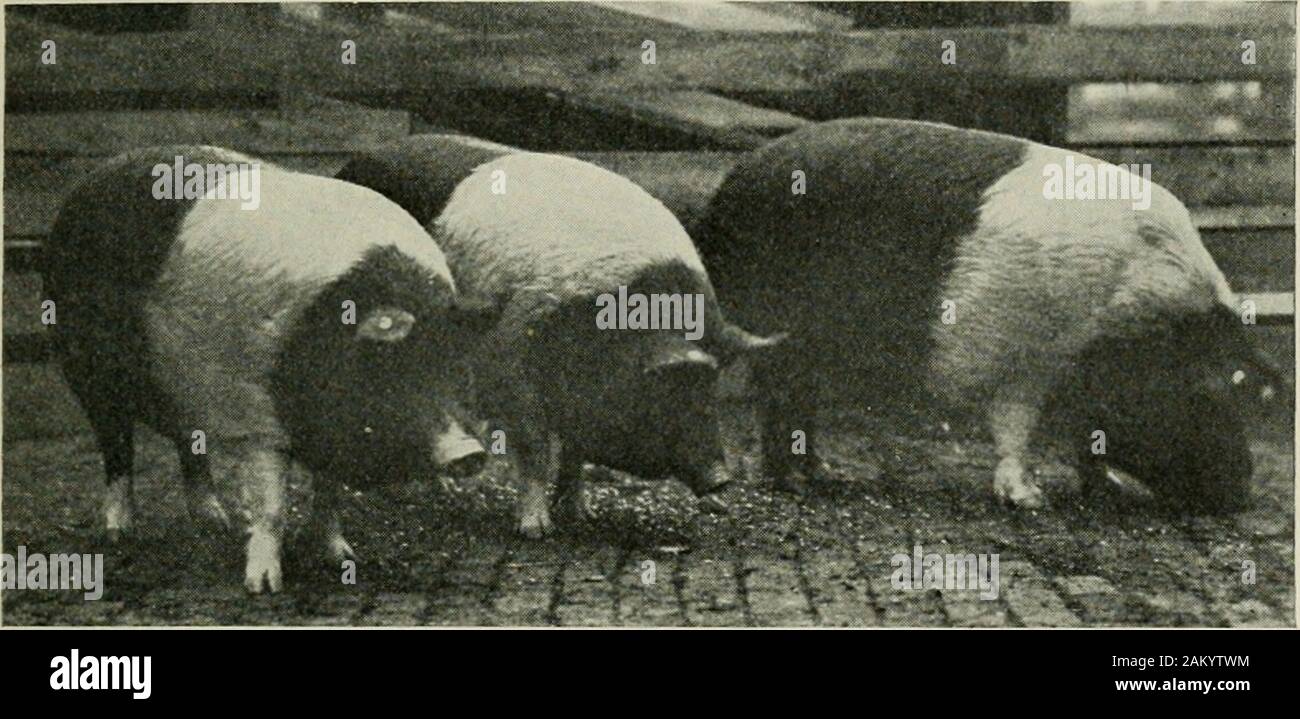 A prolific breeder hi-res stock photography and images - Alamy