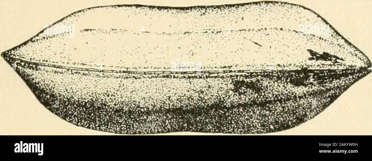 Plump shell hi-res stock photography and images - Alamy