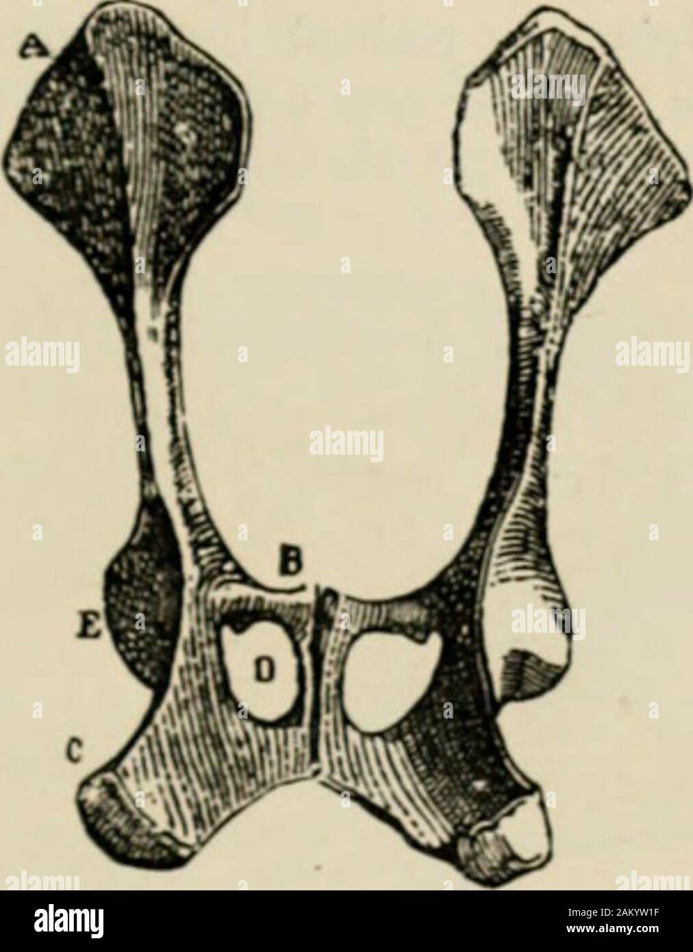 A text-book of veterinary obstetrics : including the diseases and ...